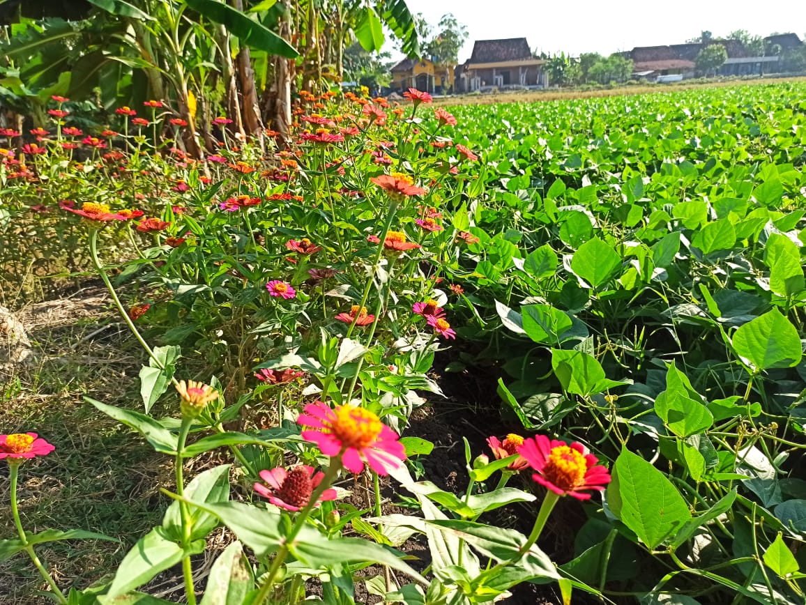 USIR OPT KACANG HIJAU, INI YANG DILAKUKAN PETANI GODONG